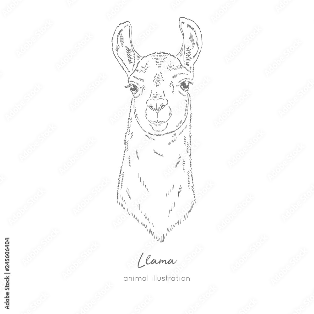 Vector portrait illustration of llama alpaca animal. Hand drawn ink ...