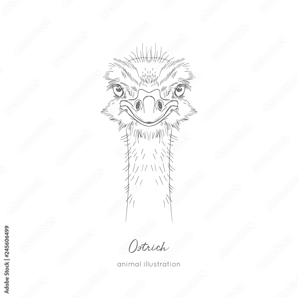 Symmetrical Vector portrait illustration of ostrich bird. Hand drawn ...