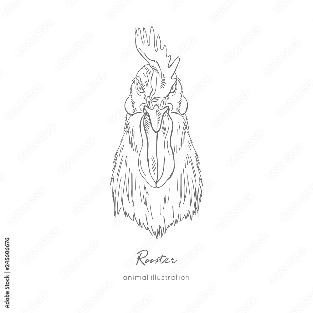 Front view Vector portrait illustration of rooster bird. Hand drawn ink ...
