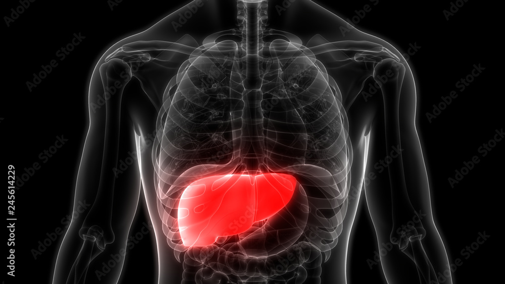 Human Liver Anatomy Stock Illustration | Adobe Stock