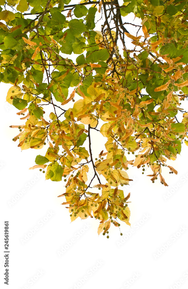 Linden tree (Tilia sp.) branches with leaves and fruits. Isolated on ...