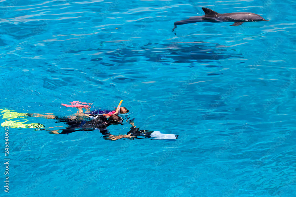 People Swimming With Dolphins Underwater