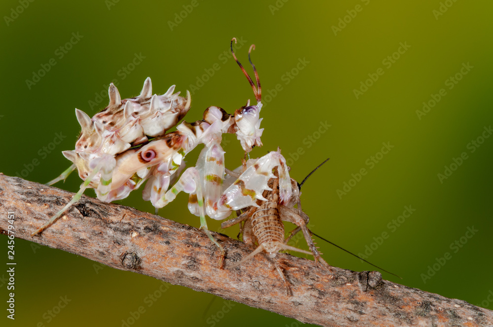 Larva of a flower mantis eats insect, Flower mantis Acheta domesticus ...