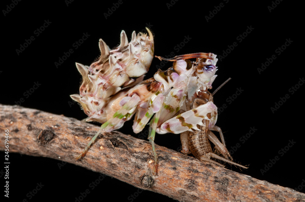 Praying mantis eats captured insect, Flowering mantis Pseudocreobotra ...