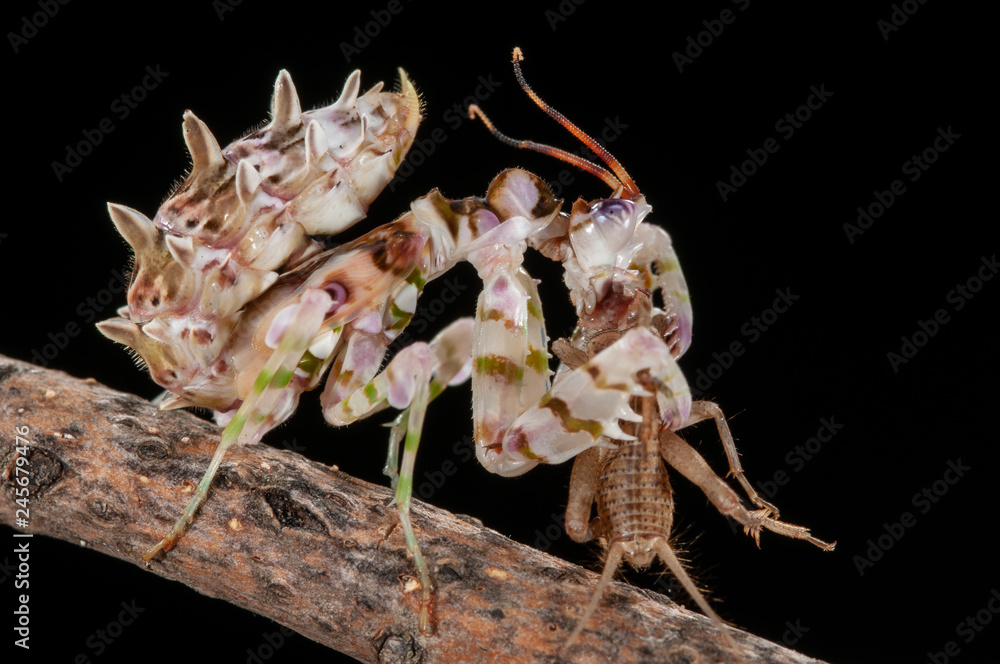 Praying mantis eats captured insect, Flowering mantis Pseudocreobotra ...
