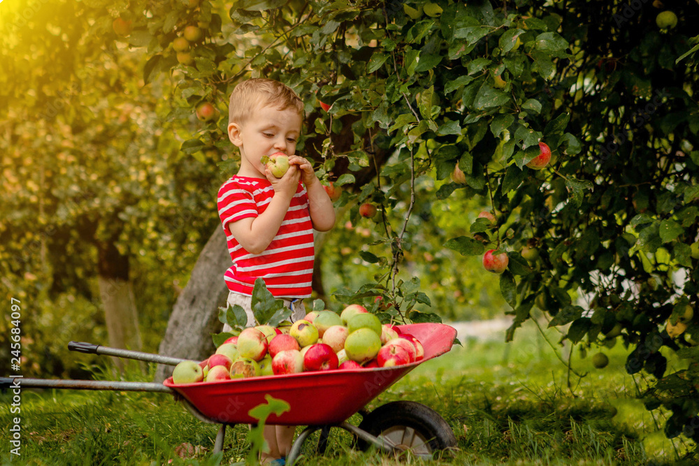 Child picking apples on a farm. Little boy playing in apple tree ...