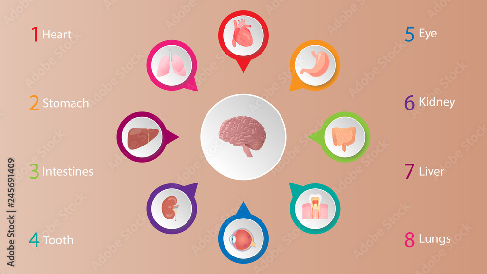 Human organs infografic vector design. Vital internal organs of the ...