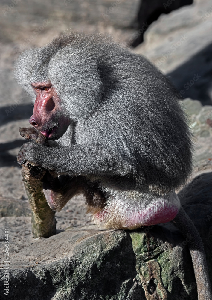 Types Of Baboons Names