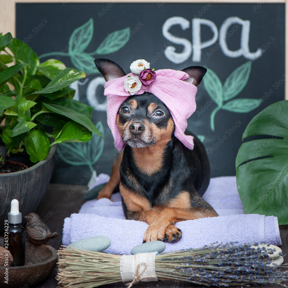 Do You Need A License To Massage Dogs