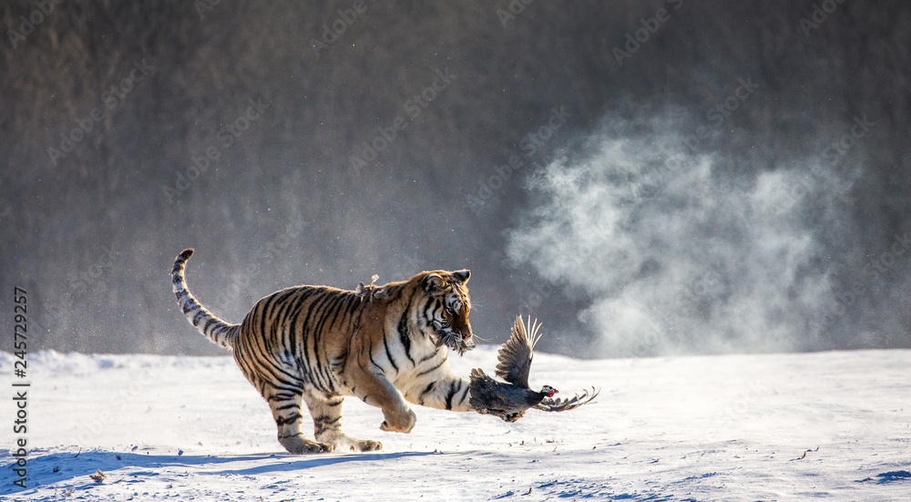 Siberian (Amur) Tiger catch their prey. Very dynamic photo. China ...