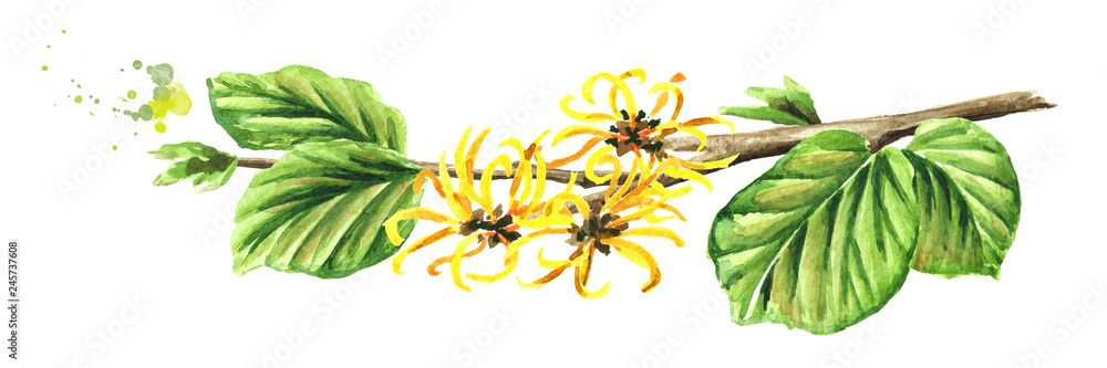 Blossoming branch of a witch hazel with leaves and flowers, medicinal ...