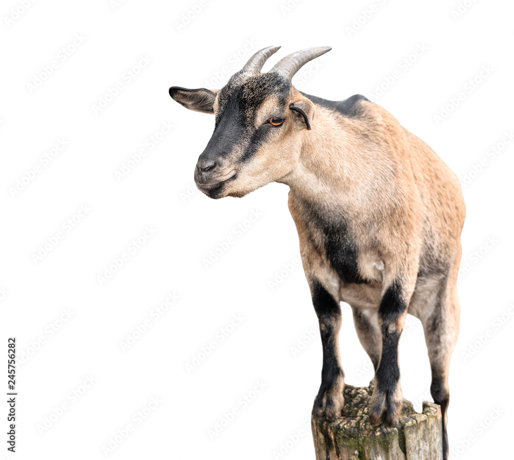 Goat standing full length isolated on white. Female goat on tree bark ...