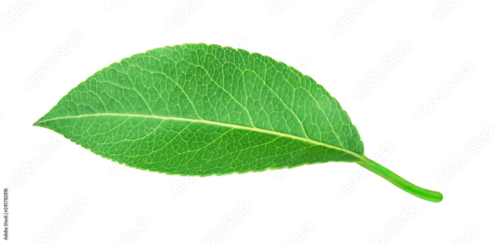 Pear leaf isolated on a white background with clipping path. One of the ...