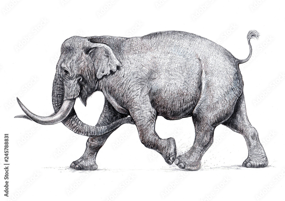 Pencil Sketches Of Elephant