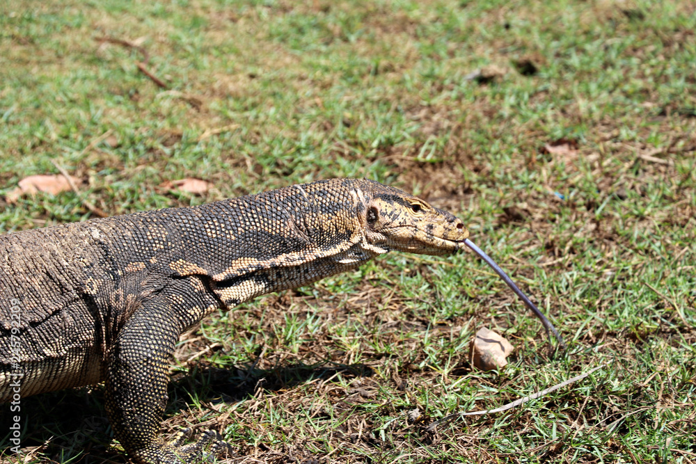 Waran with long tongue Gili Air Bali Indonesia Stock Photo | Adobe Stock