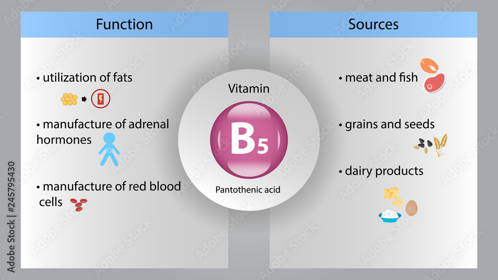 Vitamin B5 vector design. Vitamin B5 function and sources. Pantothenic ...