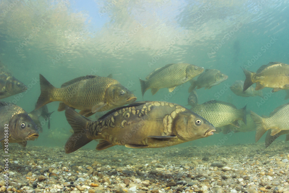 Freshwater fish carp (Cyprinus carpio) in the beautiful clean pound ...