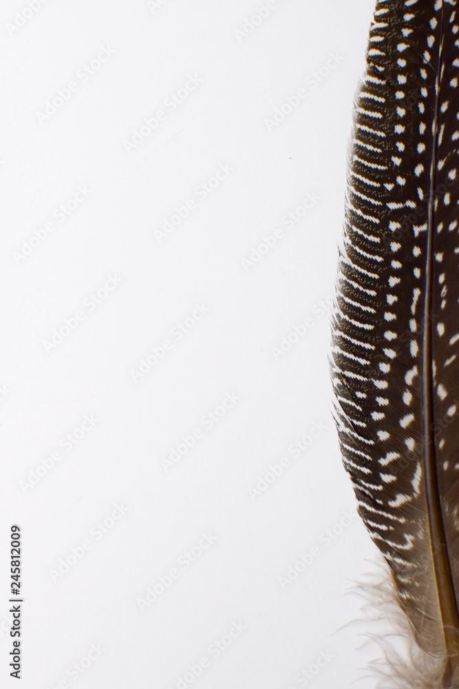Partridge feather on a white background with empty space to insert text ...