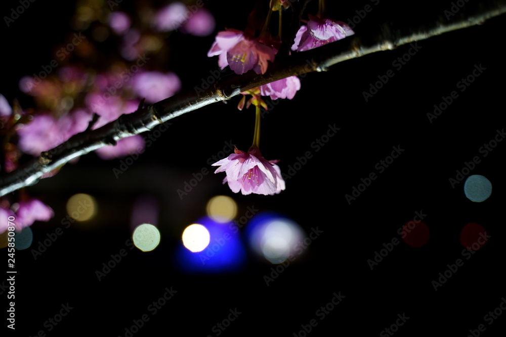 Beautiful Night Sakura(Cherry blossom) with lights, Toi, Izu, Shizuoka ...
