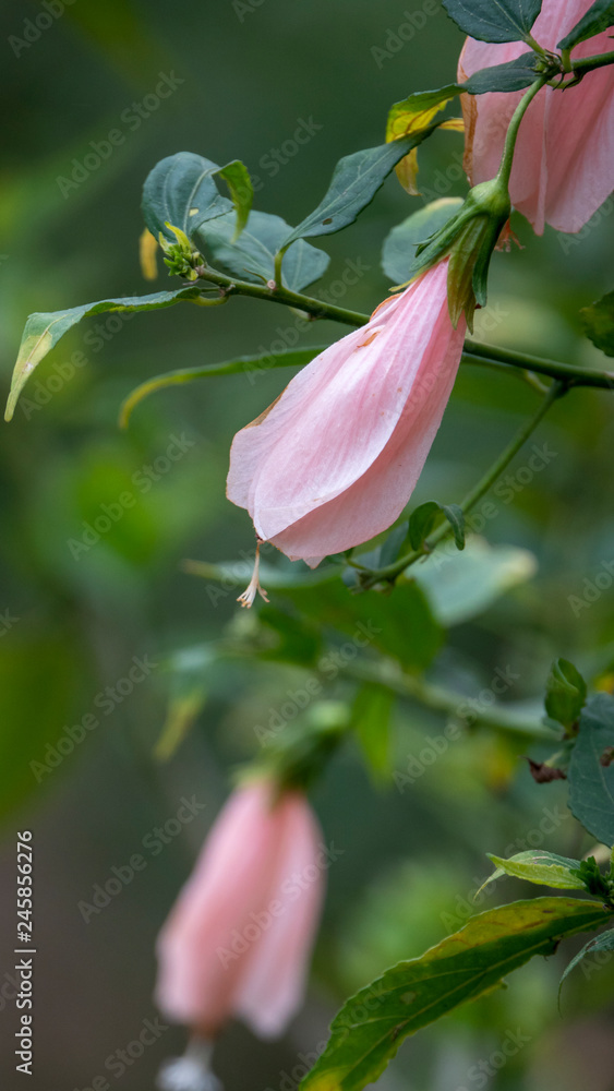 Malvaviscus is a genus of flowering plants in the mallow family ...