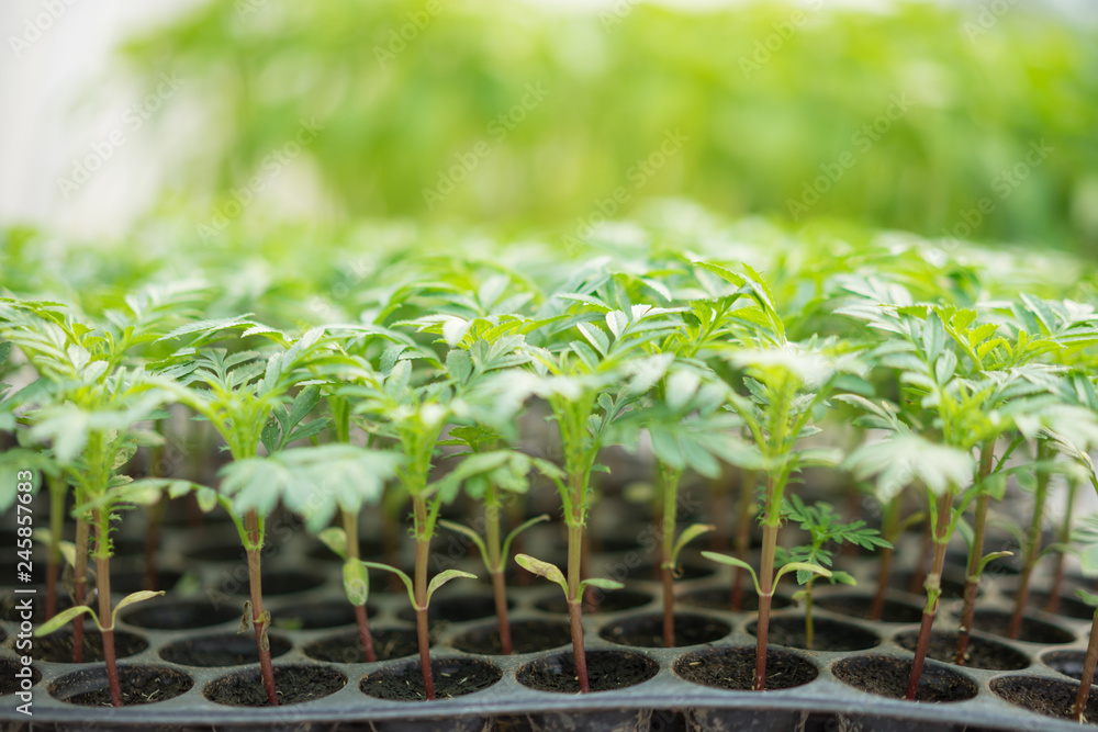 Marigold Seedlings