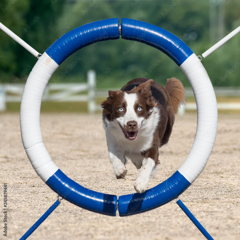How Big Is A Dog Agility Ring