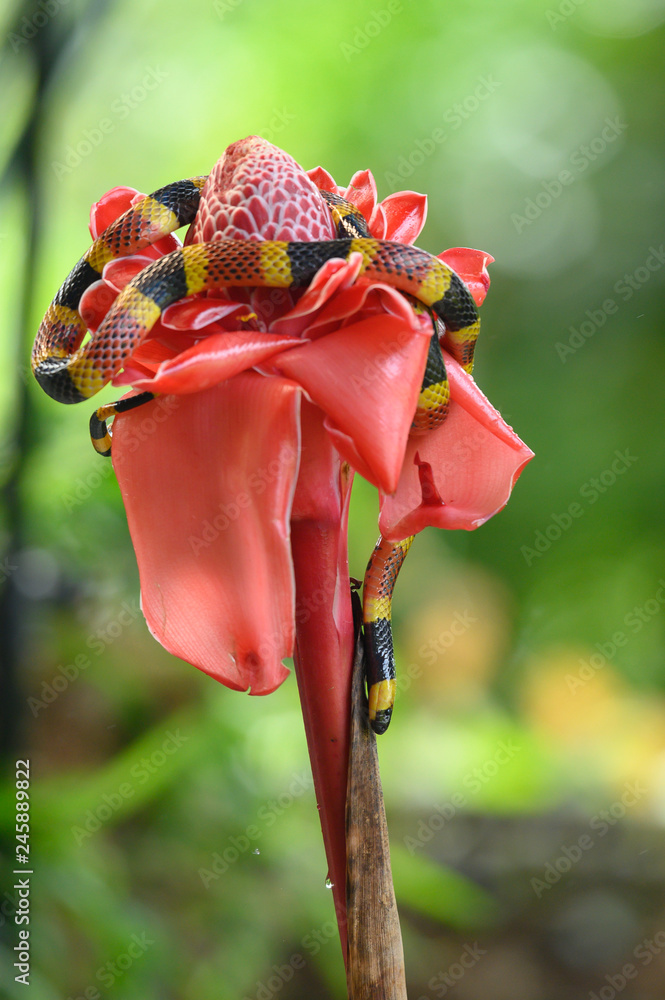 Costa Rican coral snake common snake distributed from the east and ...