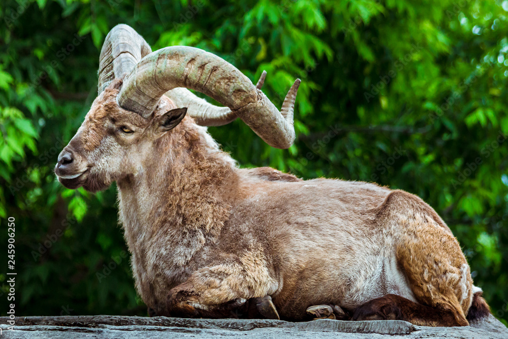 Markhor male at rest on the rock. Bukharan markhor (Capra falconeri ...