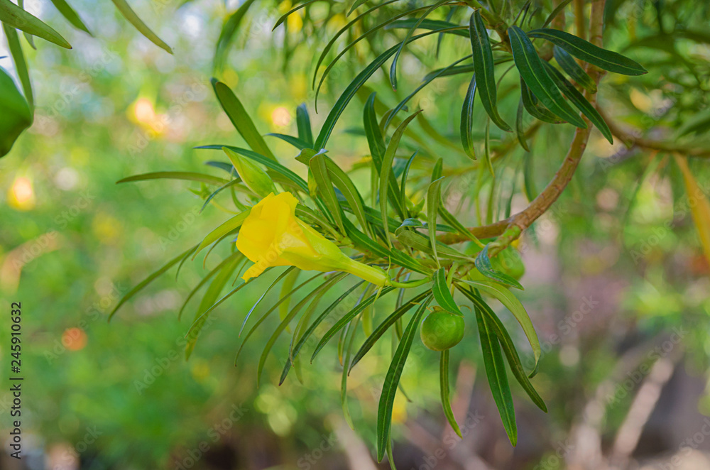 Cascabela thevetia or Thevetia peruviana typical plant in Mexico and ...