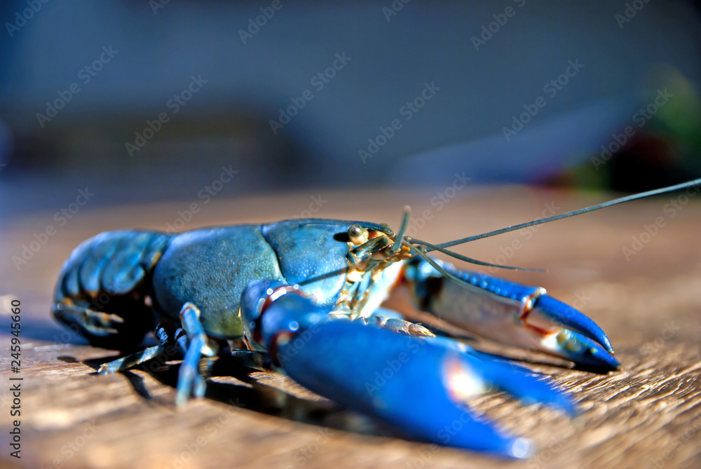 Yabby shrimp, blue Yabby shrimp, blue Yabby shrimp from Thailand ...