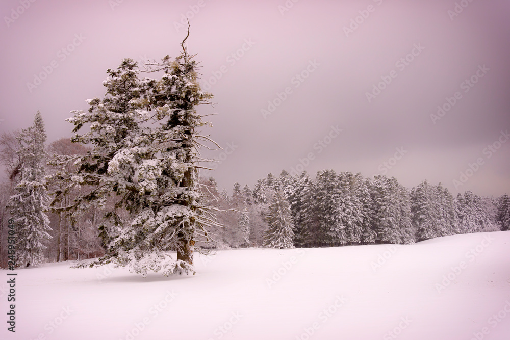 Desolate Winter Landscape