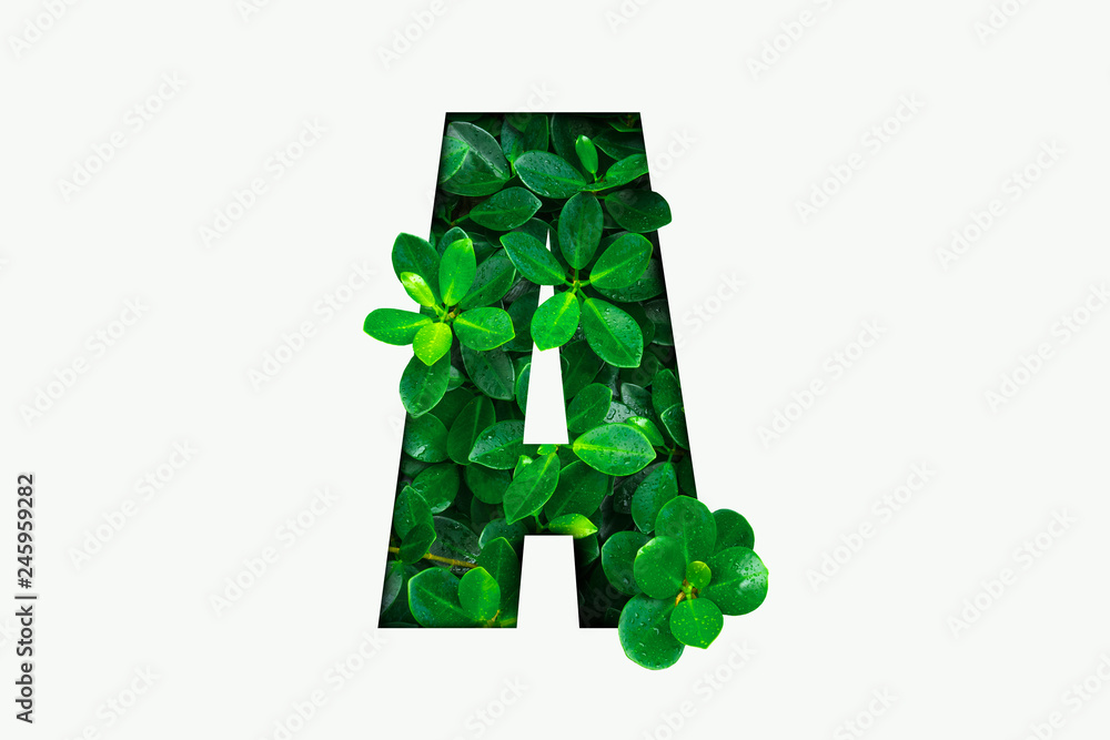 Nature concept alphabet of green leaves in alphabet letter A Stock ...