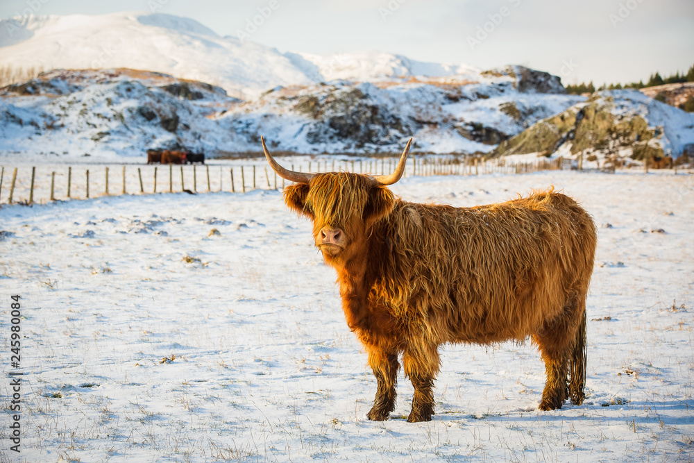 Scottish Highland Cattle Snow