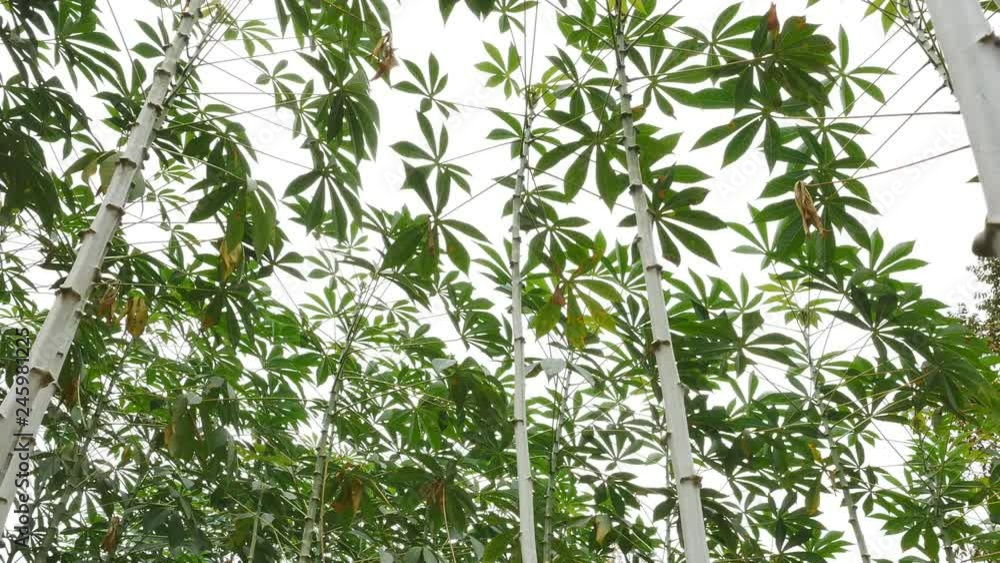 Tapioca Plants "Cassava" or "Manioc" aka "Mandioca" growing on Thailand ...