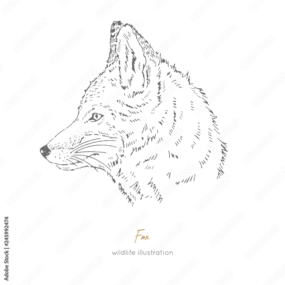 Vector side view portrait illustration of fox forest animal Hand drawn ...