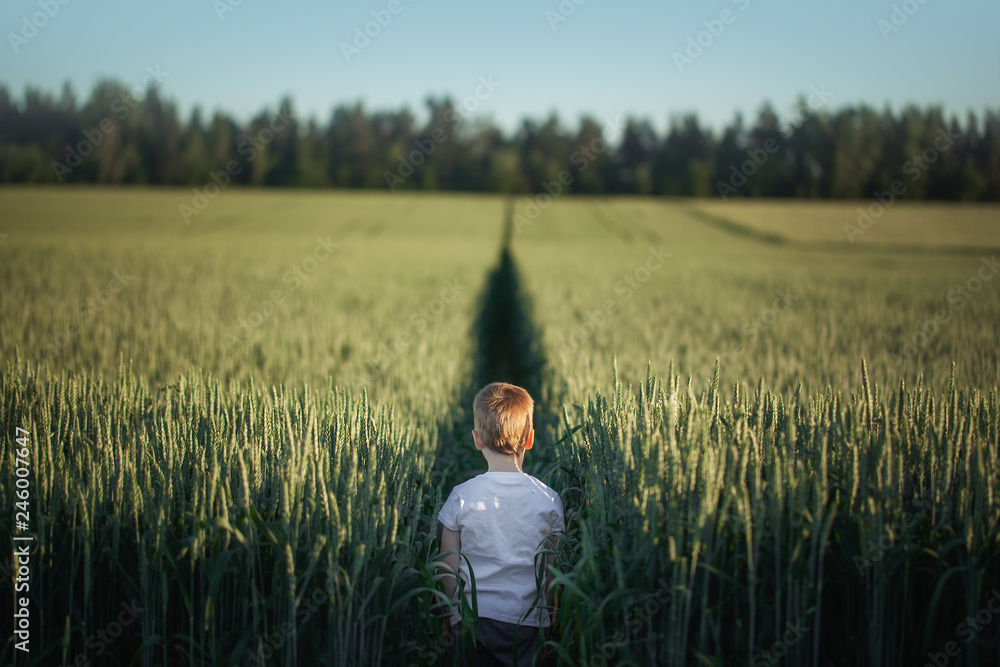 Cute little boy standing in green field in summer day. Back view Stock ...