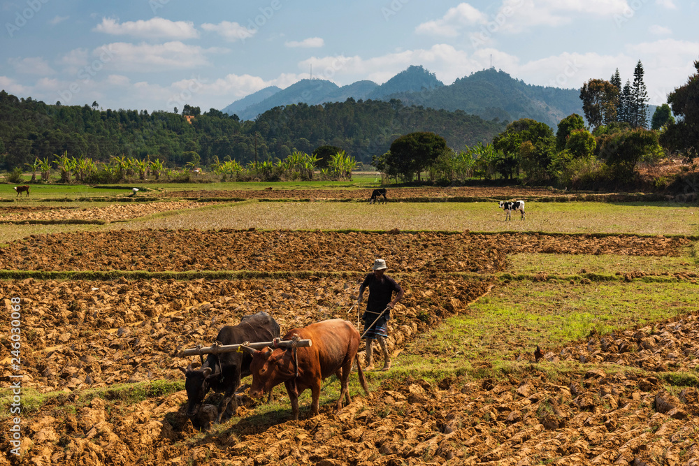 Rice paddy field worker farming near Andasibe, Madagascar Stock Photo ...