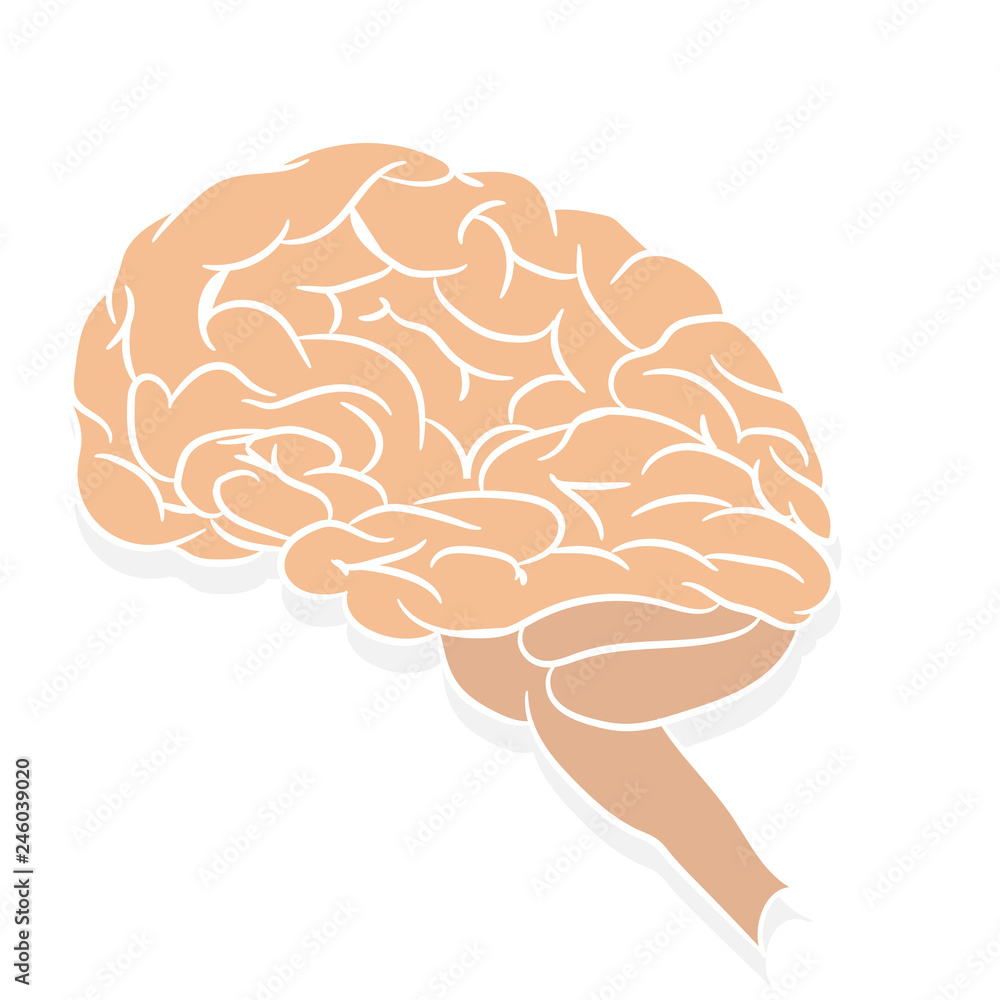 Anatomically correctly outline of human brains. The picture for ...