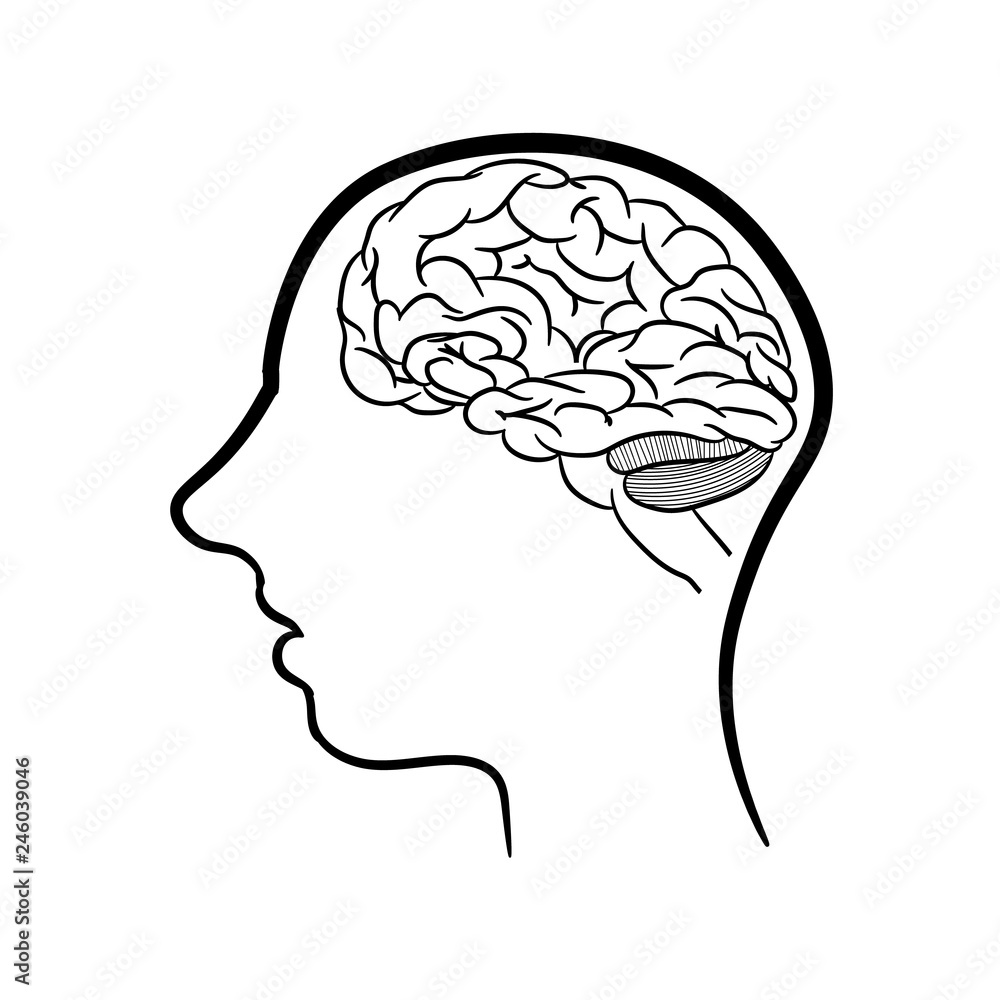 Anatomically correctly outline of human brains. The picture for ...