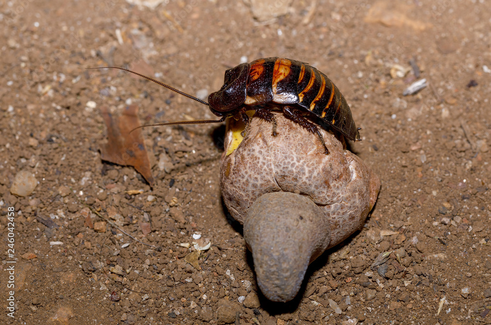 Madagascar hissing cockroach aka Gromphadorina Portentosa while eating ...