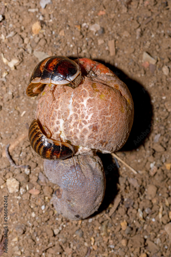Madagascar hissing cockroach aka Gromphadorina Portentosa while eating ...