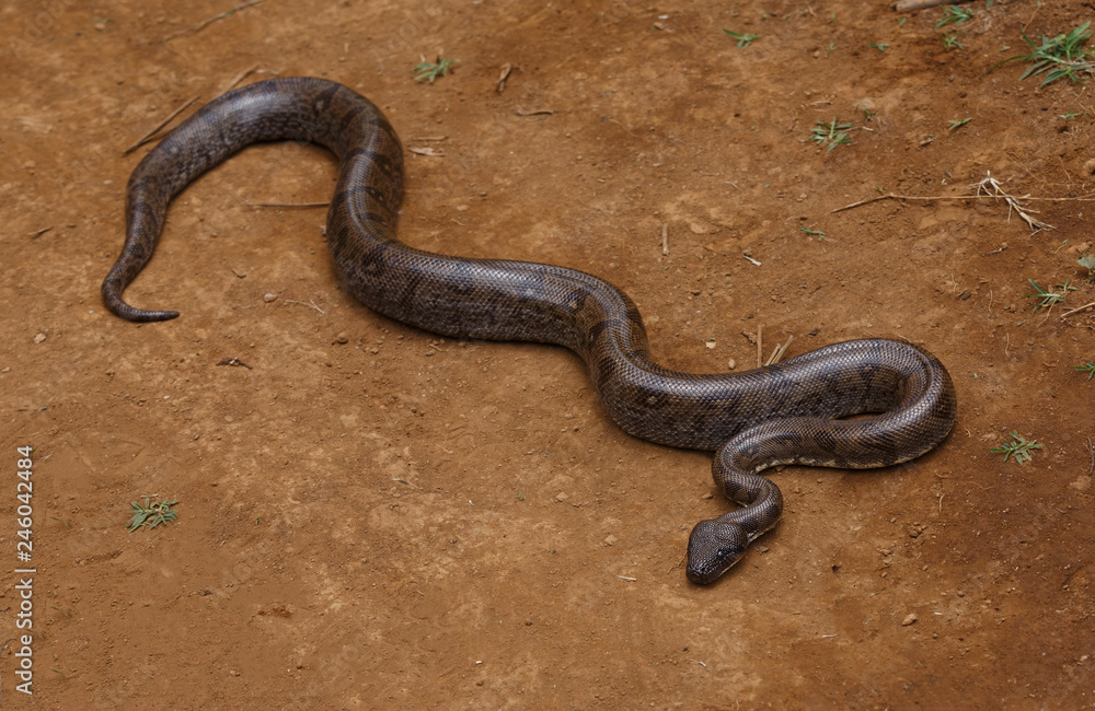 Big snake Malagasy, madagascar tree boa, (Sanzinia madagascariensis ...