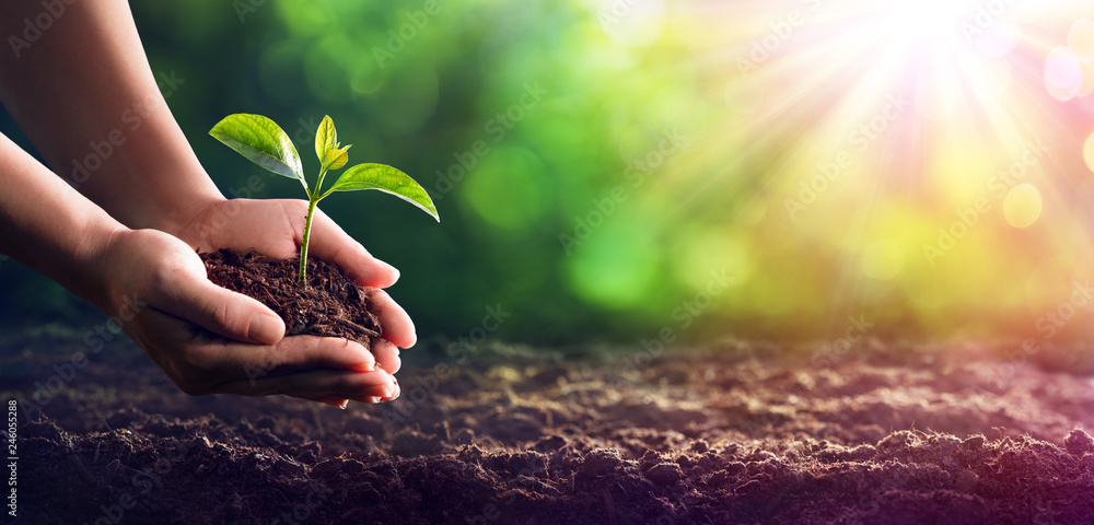Hands Planting The Seedlings Into The Ground Stock Photo | Adobe Stock