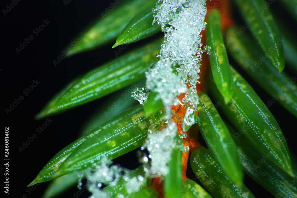 ice spicule on green leaves because of unexpected frost Stock Photo ...