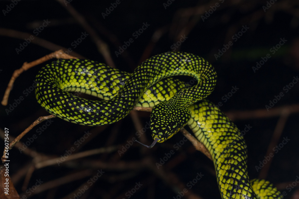 Venomous pitviper (Trimeresurus sumatranus malcolmi) , Nature close-up ...