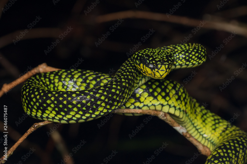 Fotografia do Stock: Venomous pitviper (Trimeresurus sumatranus ...