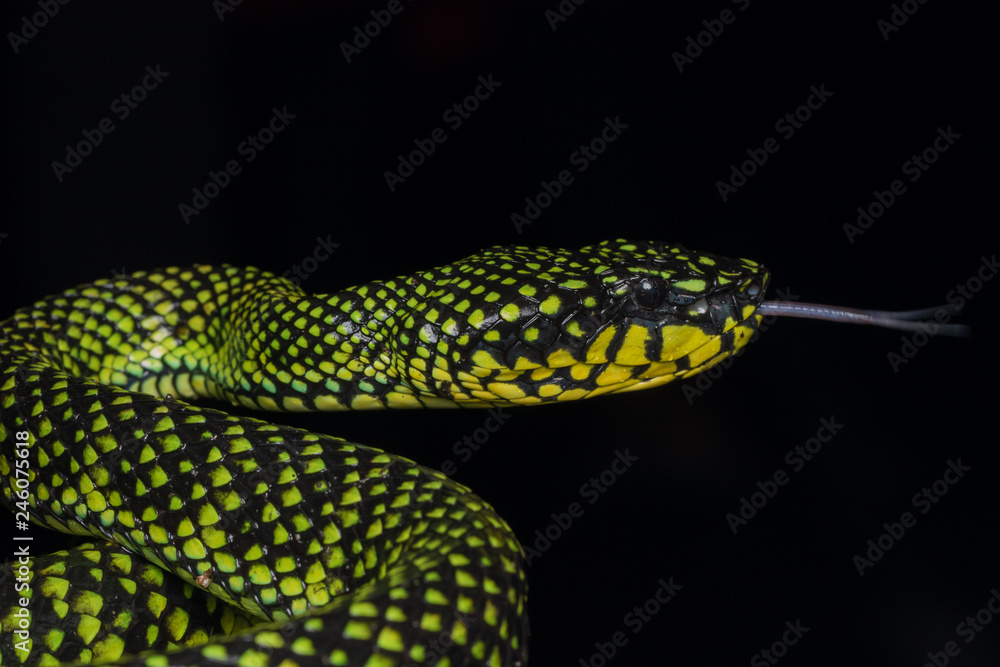 Venomous pitviper (Trimeresurus sumatranus malcolmi) , Nature close-up ...