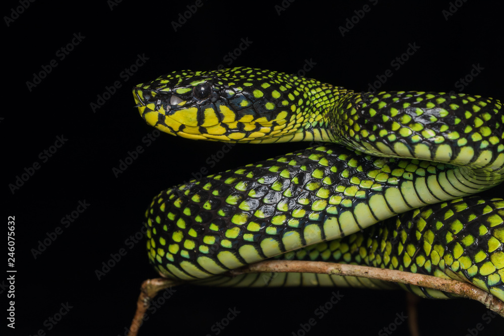 Venomous pitviper (Trimeresurus sumatranus malcolmi) , Nature close-up ...