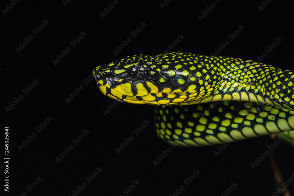 Venomous pitviper (Trimeresurus sumatranus malcolmi) , Nature close-up ...