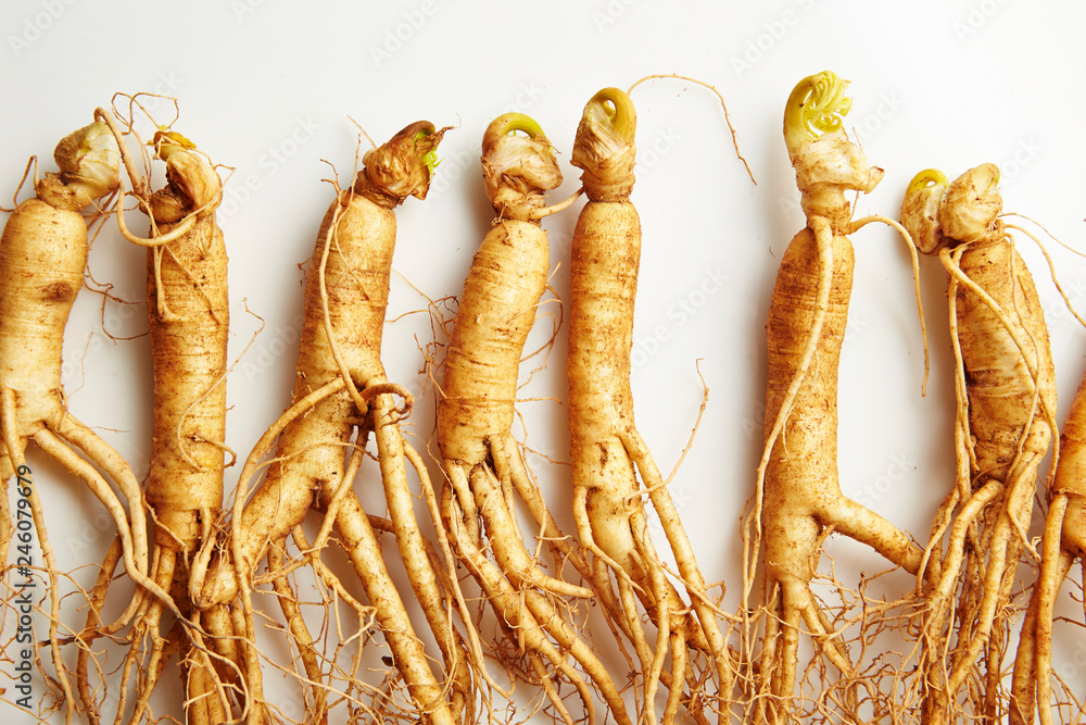 ginseng isolated on white background Stock Photo | Adobe Stock